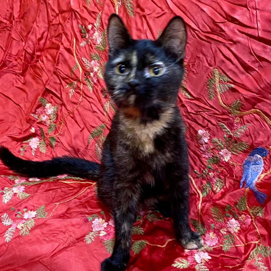 Кошка, приносящая счастье (5 мес.)