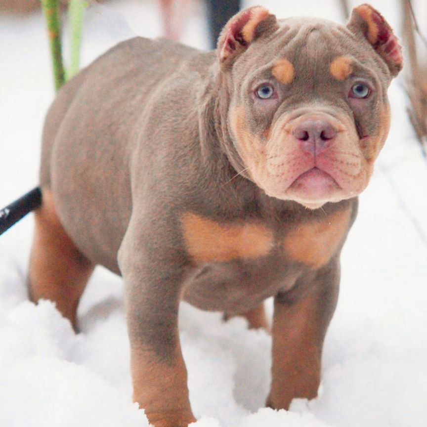 Американский булли/питомник щенки