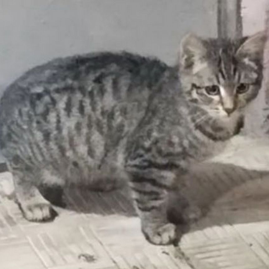 Европейский короткошёрстный котёнок