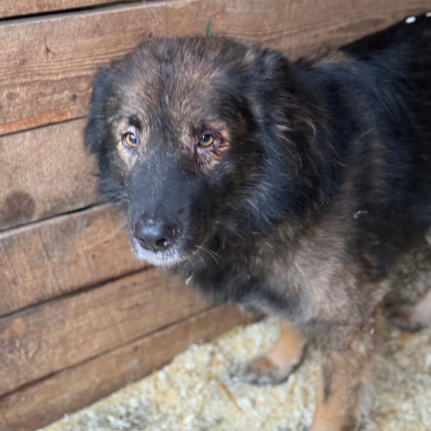 Собака ищет дом