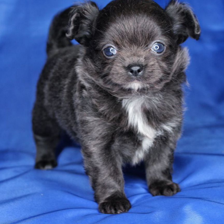 Чихуахуа, щенок