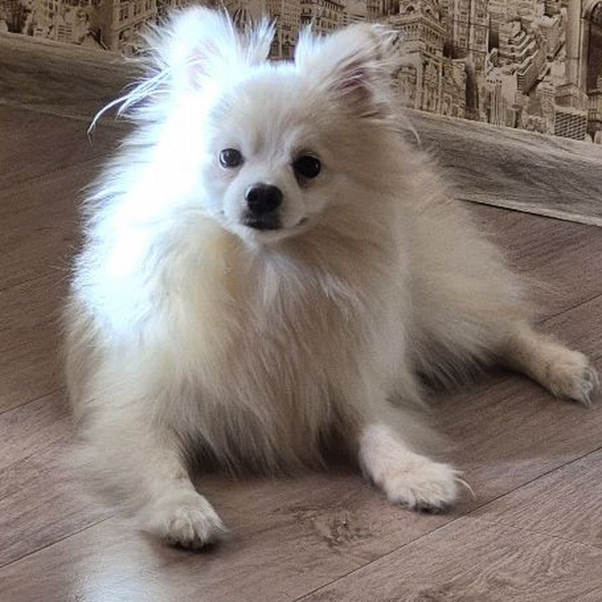 Померанский шпиц, щенок