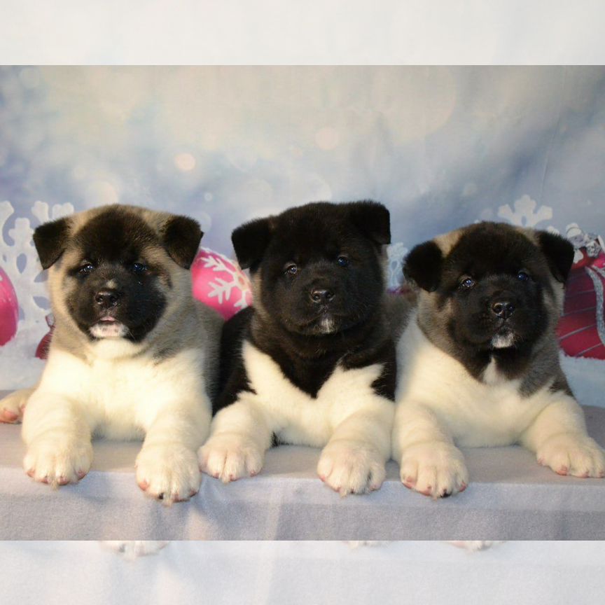 Американская акита, щенок