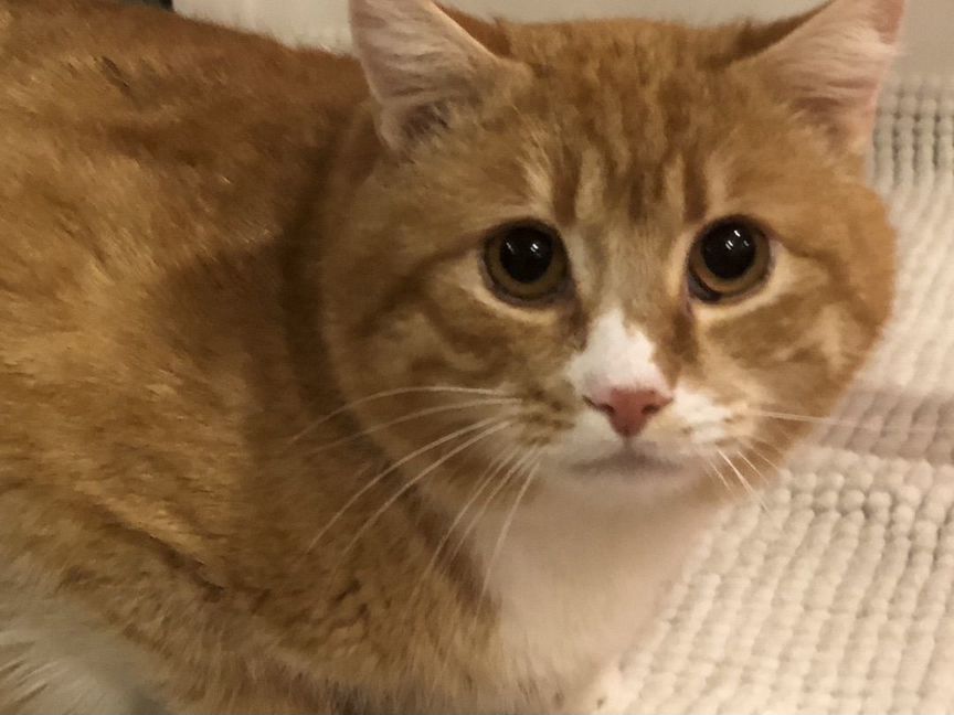 Кошка