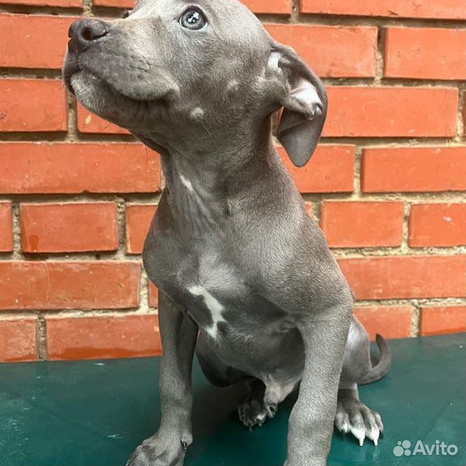 Прайтер щенки кобели