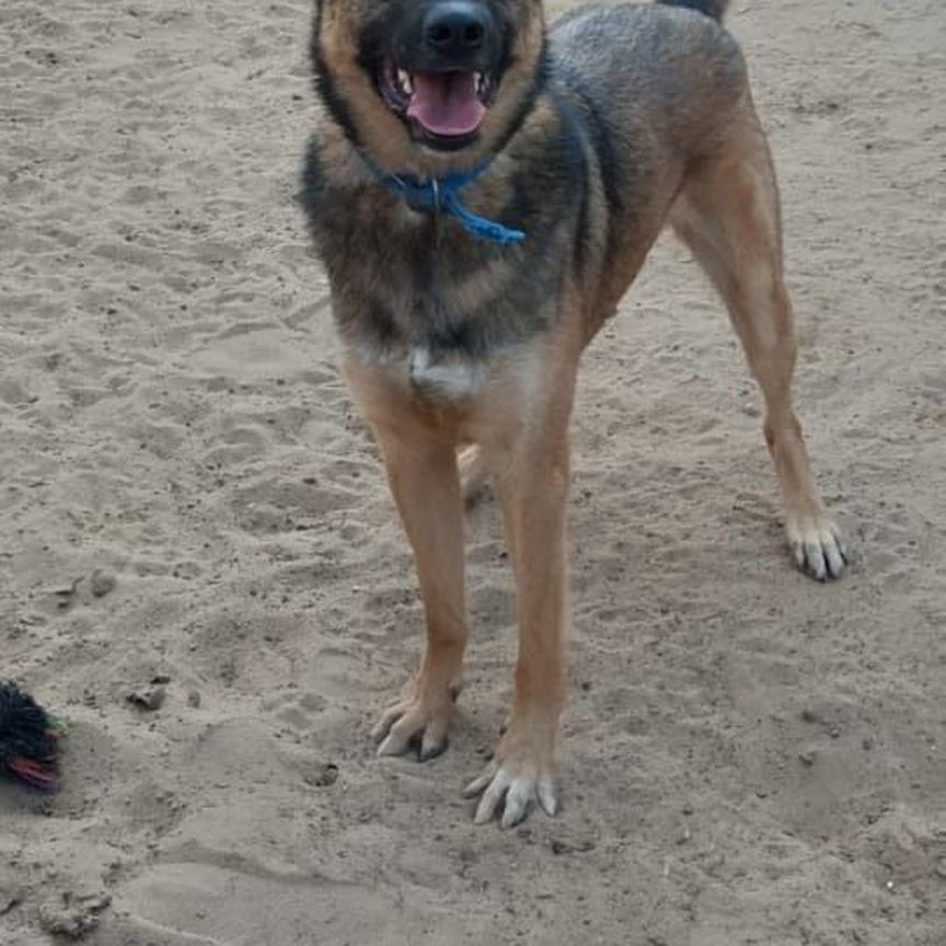 Собака в добрые руки