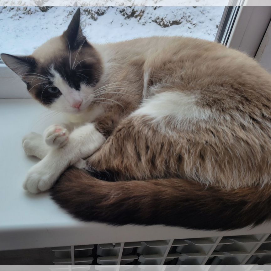 Сибирский котёнок