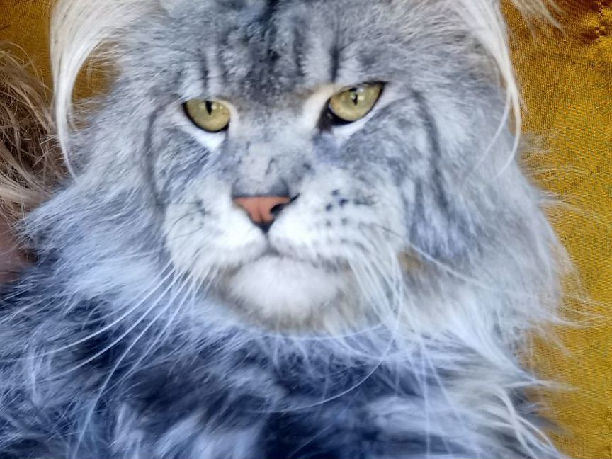 Котята мейн-кун