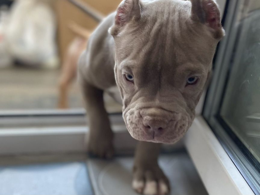 Американский булли покет щенки