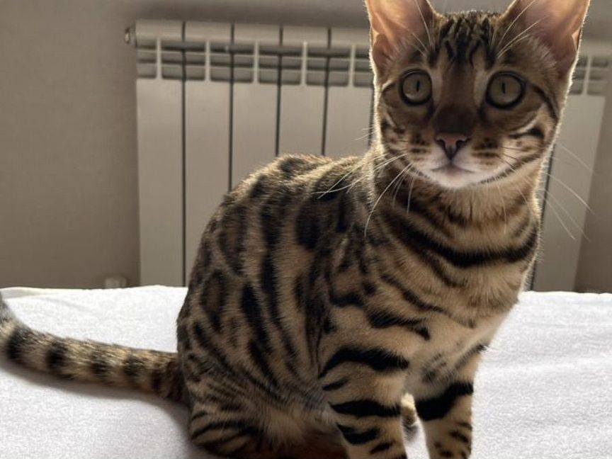 Бенгальская кошка
