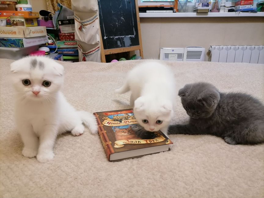 Шотландские вислоухие котята