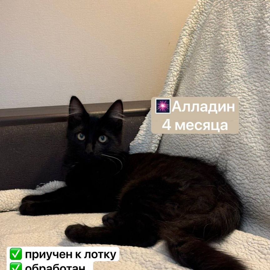 На 99% черный котенок ищет дом