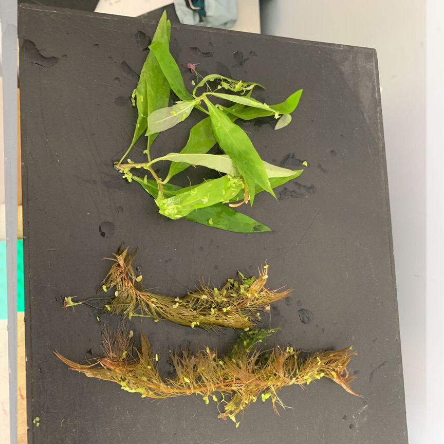 Лимонник и перистолистник красный