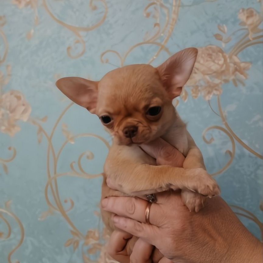 Чихуахуа, щенок