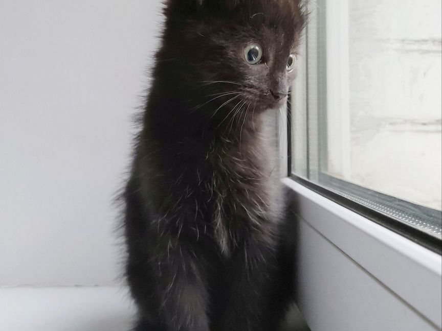 Котёнок Василиса