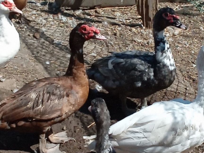 Утки. Петухи