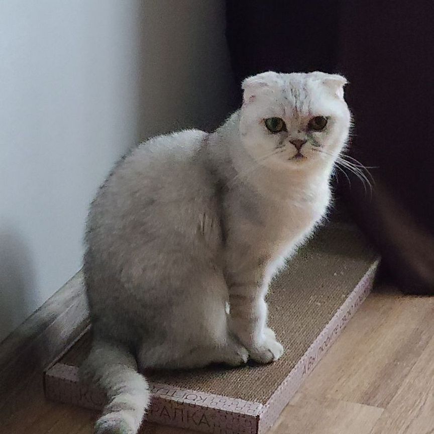 Шотландская вислоухая шиншилла