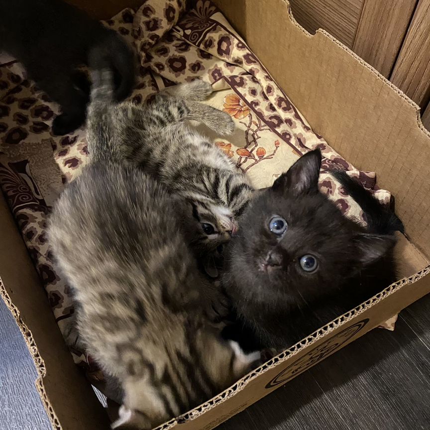 Котята отдам в добрые руки бесплатно