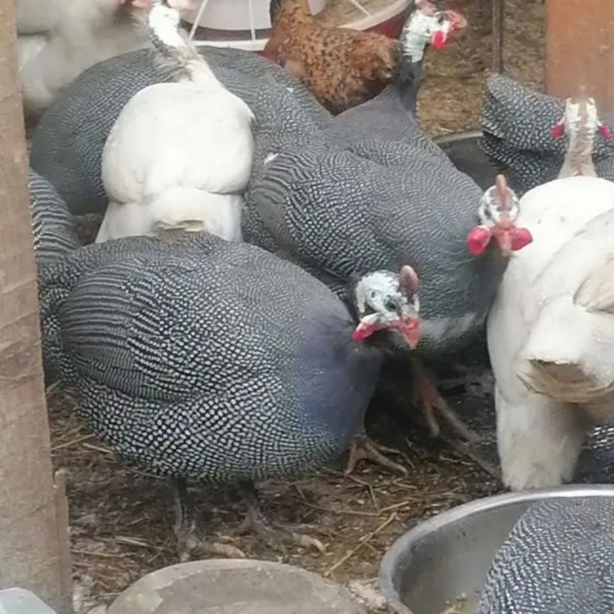 Продам цесарок