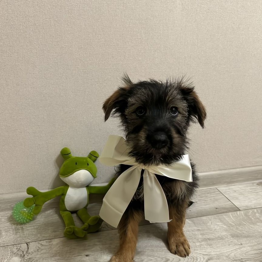 Щенок в добрые руки