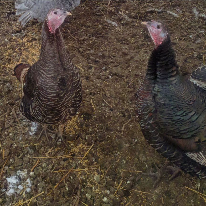 Индюшки домашние
