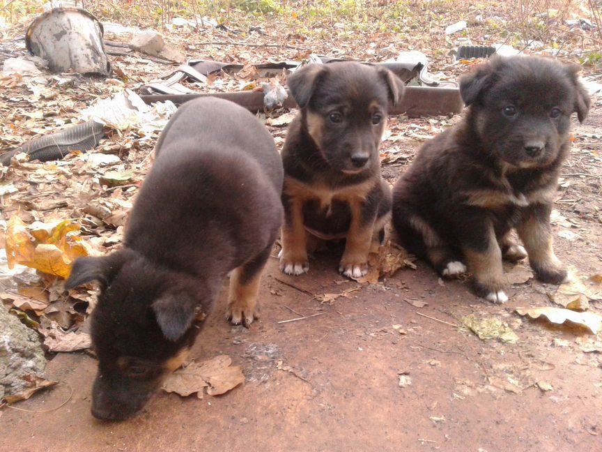 Щенята в хорошие руки