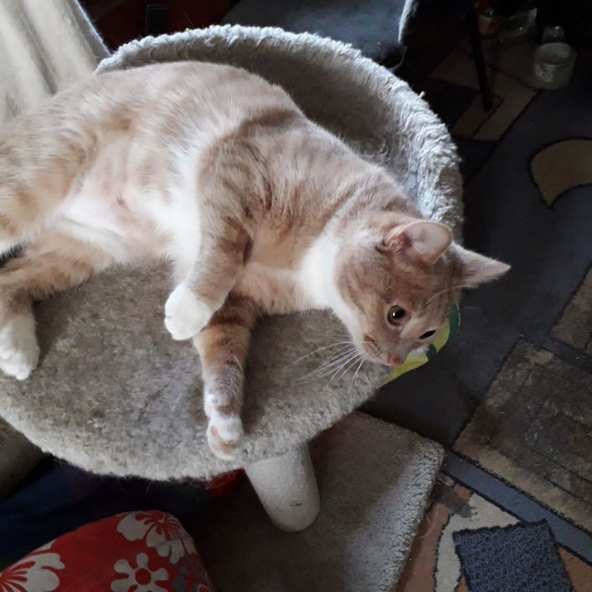 Кошка беспородная