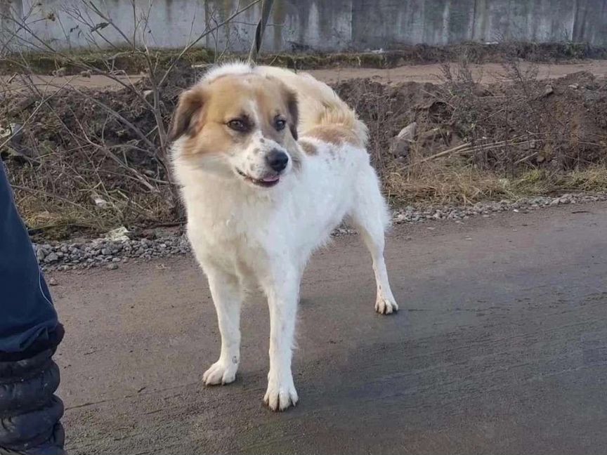 Кобель Антошка в хорошую семью