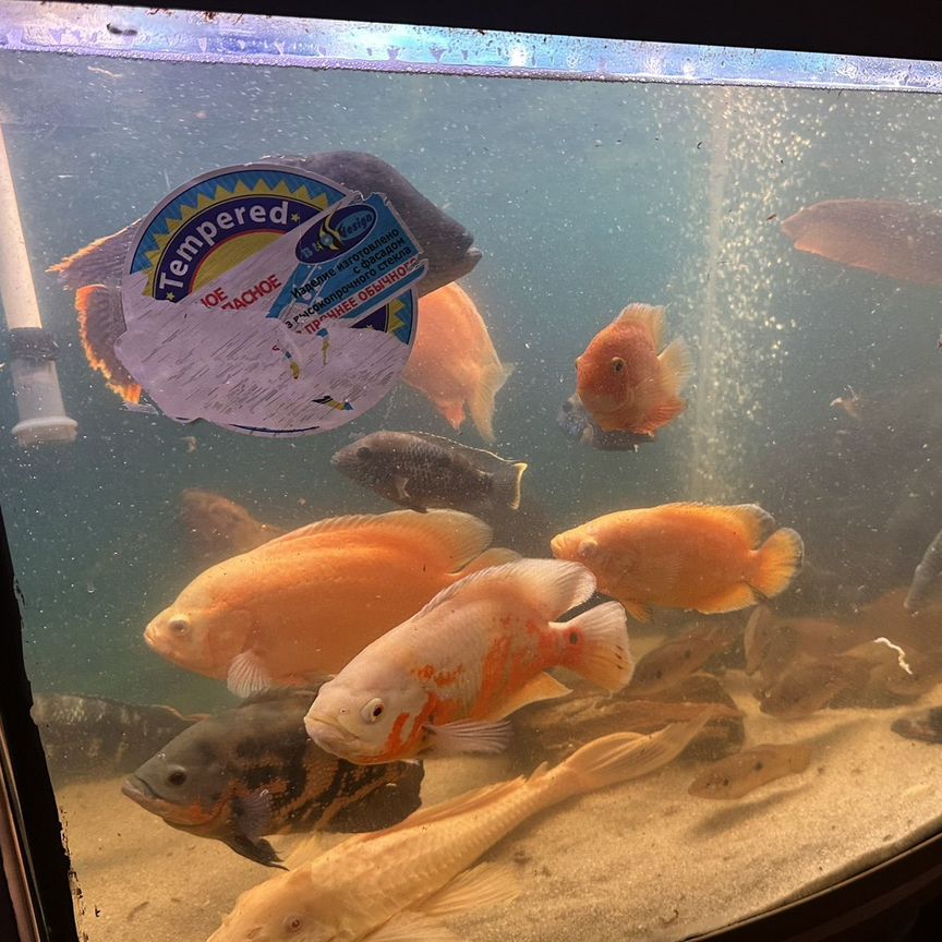 Аквариумные рыбки