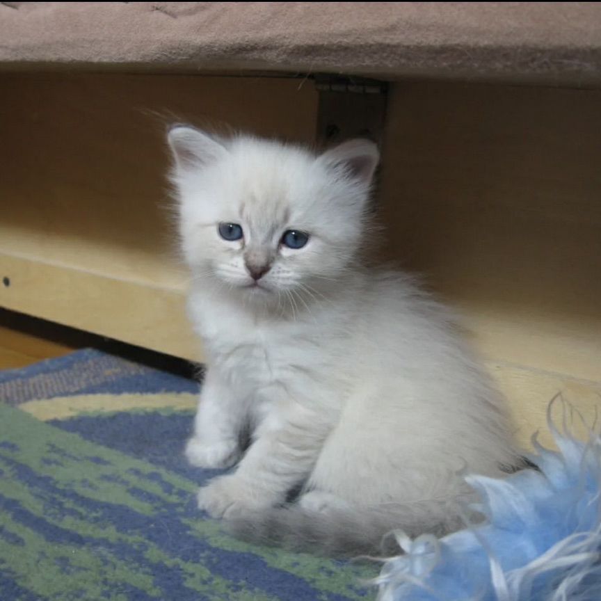 Продаются котята