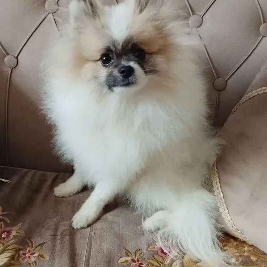 Померанский шпиц, щенок