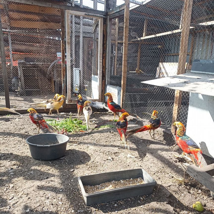 Золотой красный и жёлтый фазан