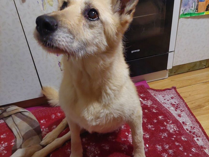 Собаке спинальнику Балте нужна поддержка