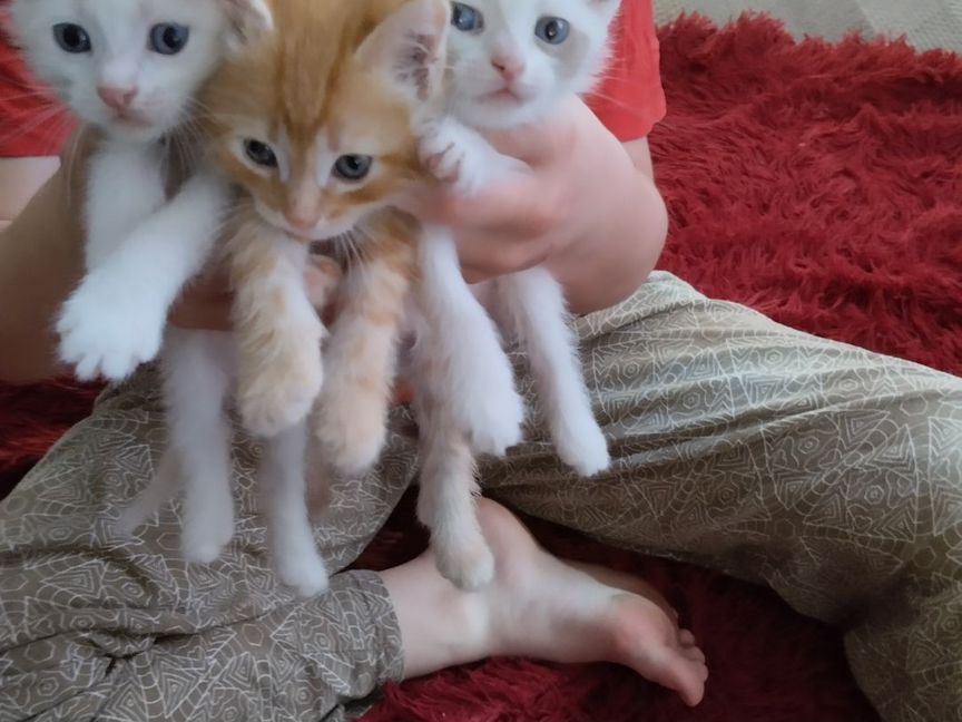 Котята в добрые руки бесплатно
