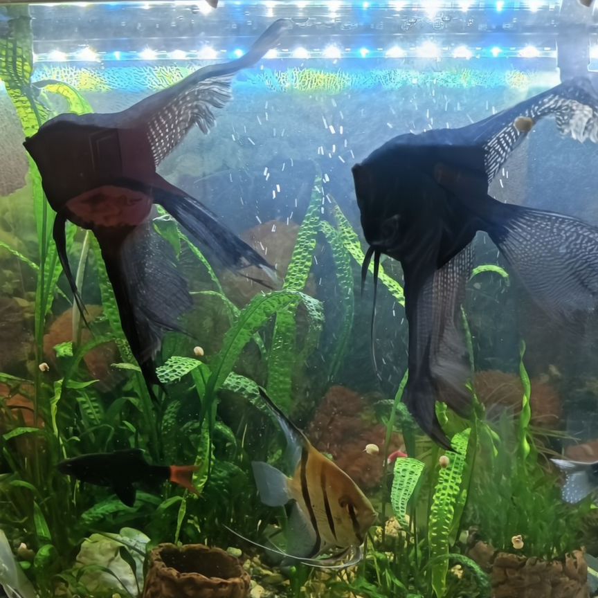 Скалярия черная, улитки ампулярии