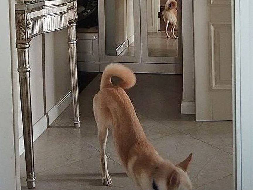 Собака -Красота,Грация,Обаяние