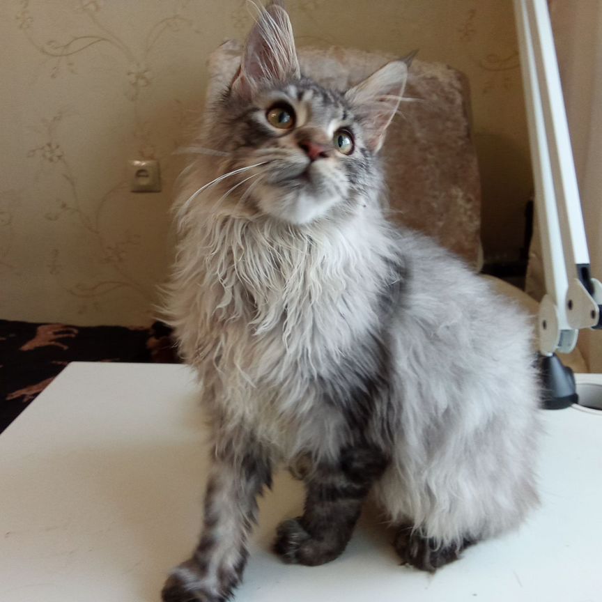 Котята мейн-кун