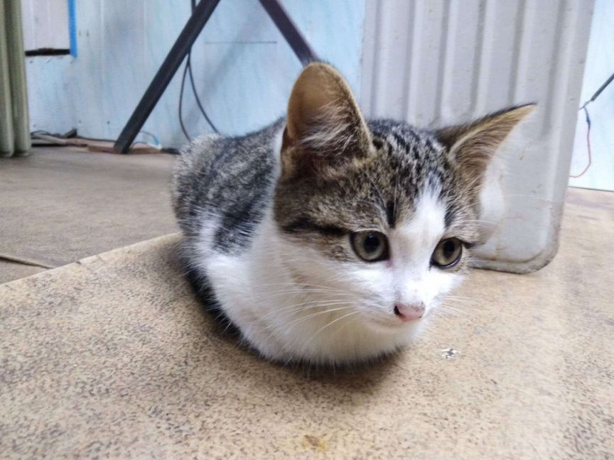 Кошка котенок в добрые оуки ищет дом 2 месяца