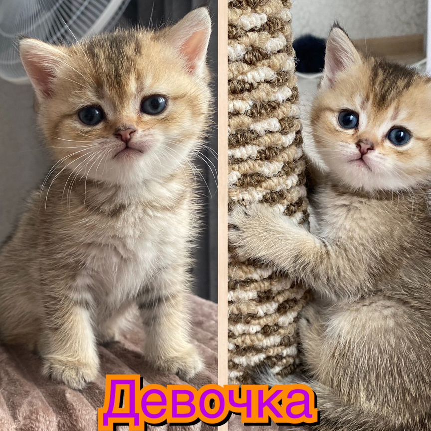 Британский короткошёрстный котёнок