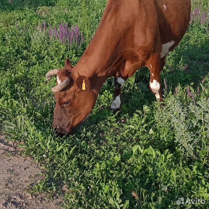 Продажа коров