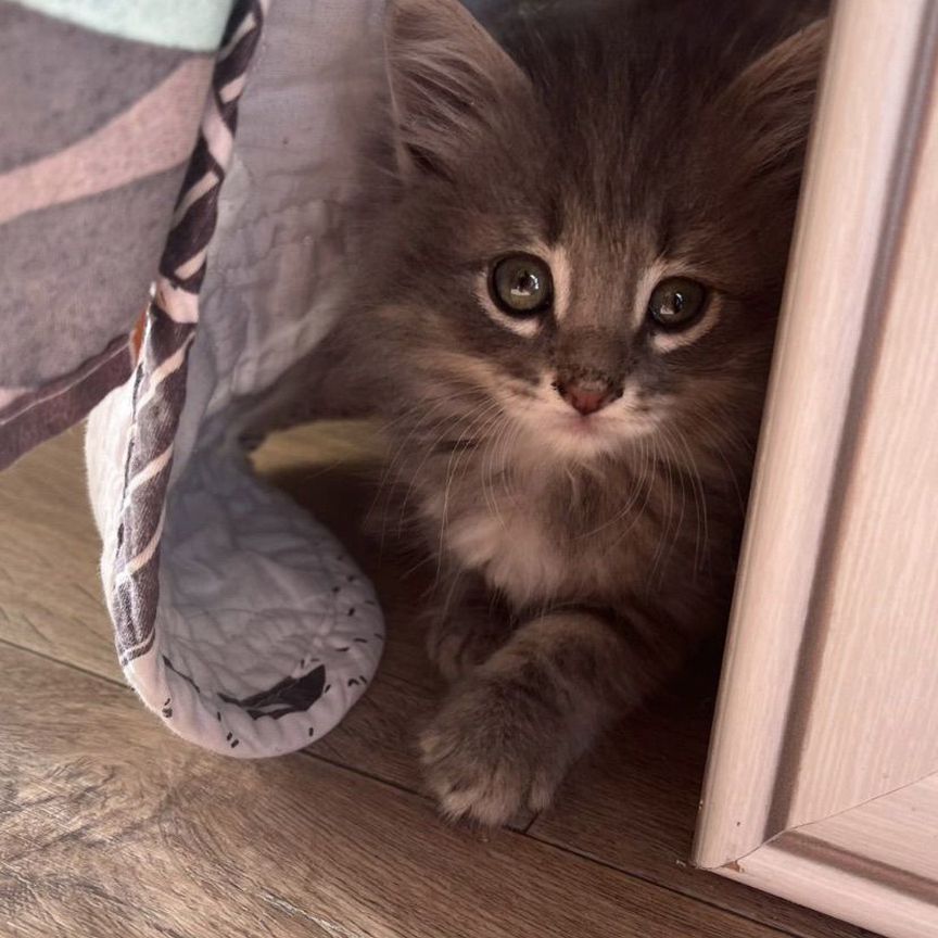 Котенок серенький