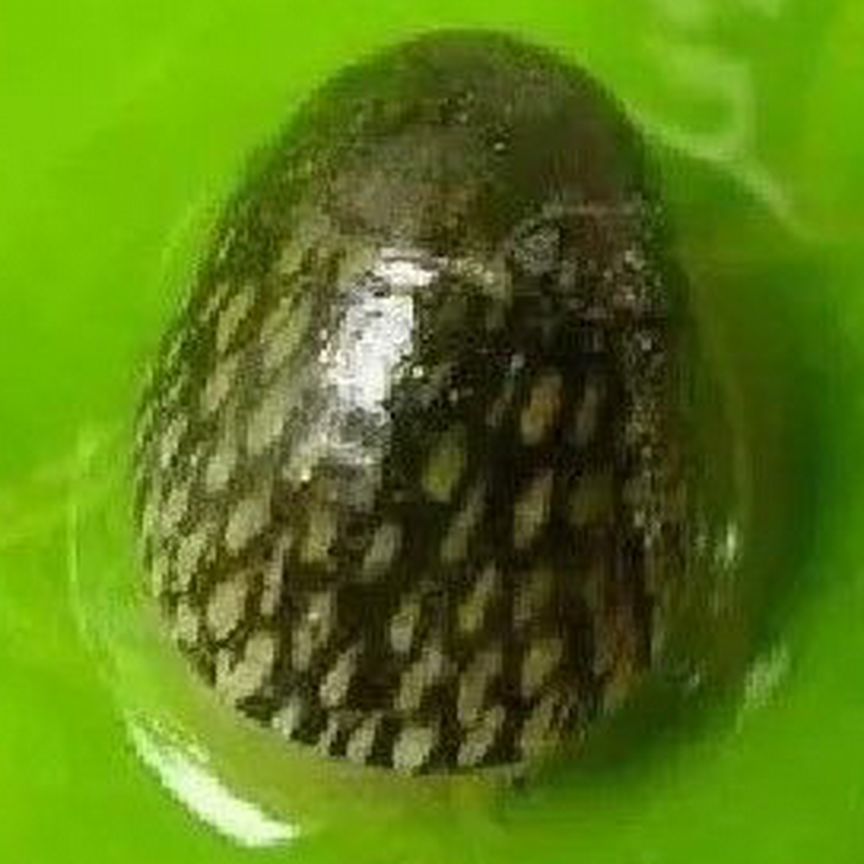 Улитки Теодоксус Креветки