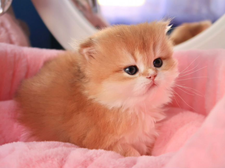 Золотая шиншилла котенок