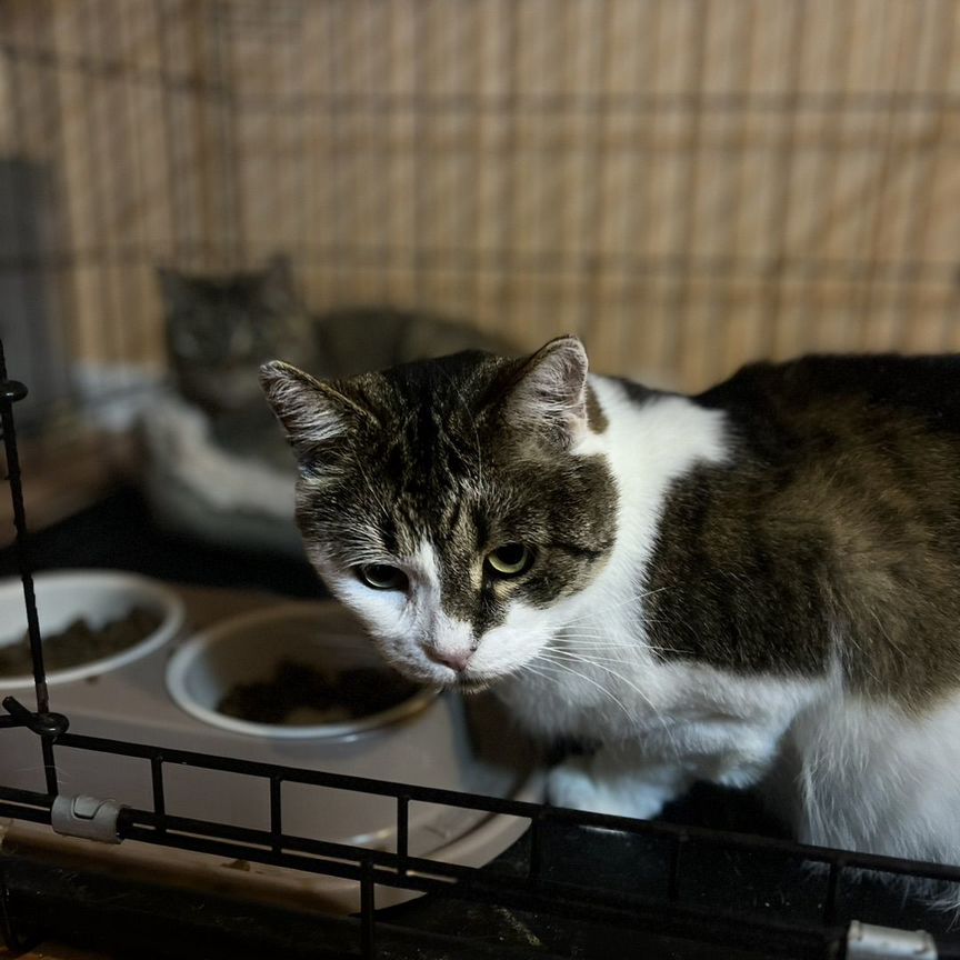 Котик ищет дом