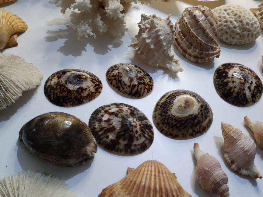 Океаническая ракушка