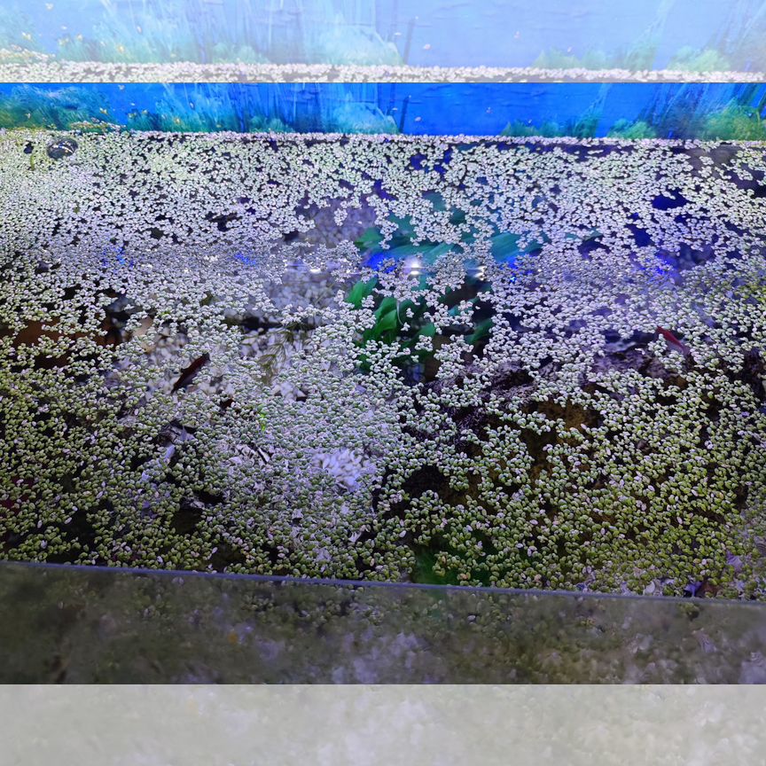 Ряска для аквариума