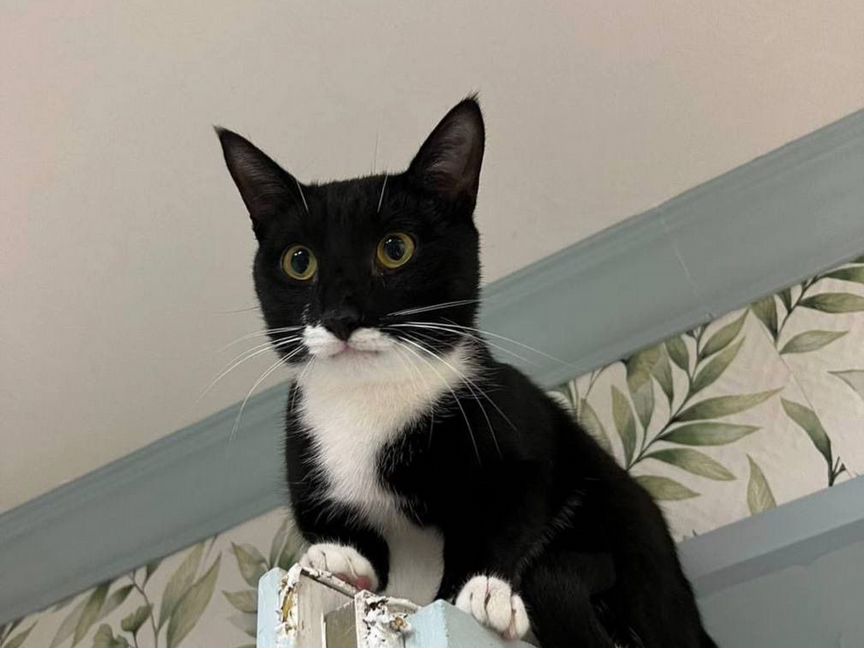 Кот в дар бесплатно