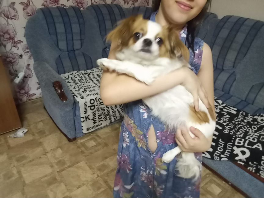 Продам собаку порода пекинес, есть паспорт