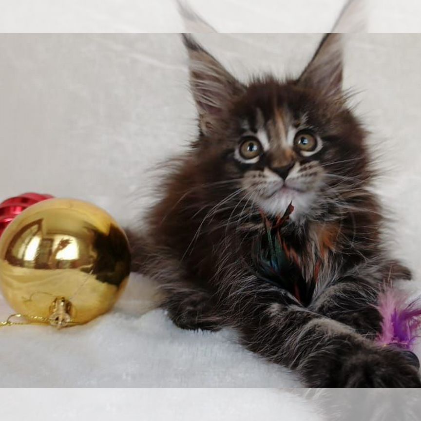 Мейн-кун котёнок