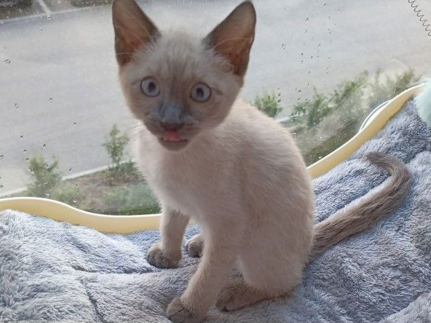 Кошка, в добрые руки, бесплатно